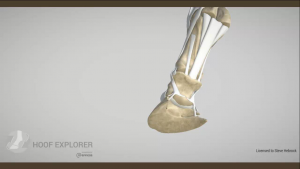 An Introduction to Hoof Care — Enlightened Equine